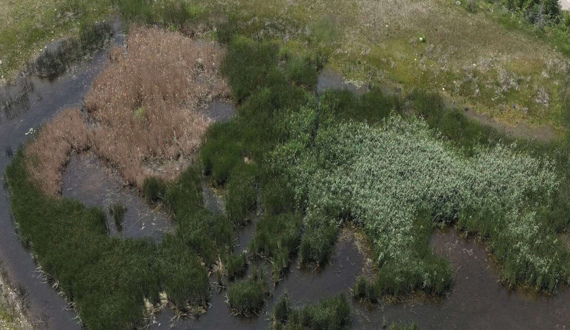 Drone Herbicide Applications Prove Effective for Common Reed Control ...